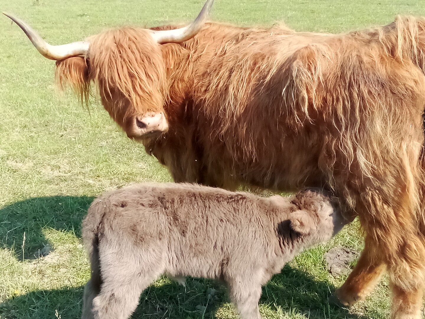 Ferme pédagogique du Grand Der - Frampas - Destination Famille ...