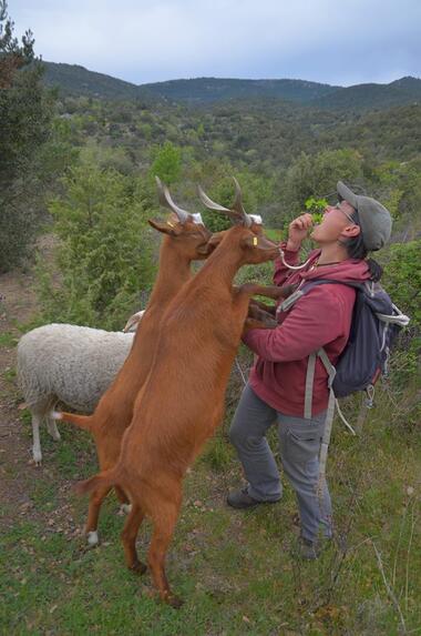 LA BÊLE CHÈVRE - Fromage - Arboussols | Conflent Canigo Tourisme Le Canigou